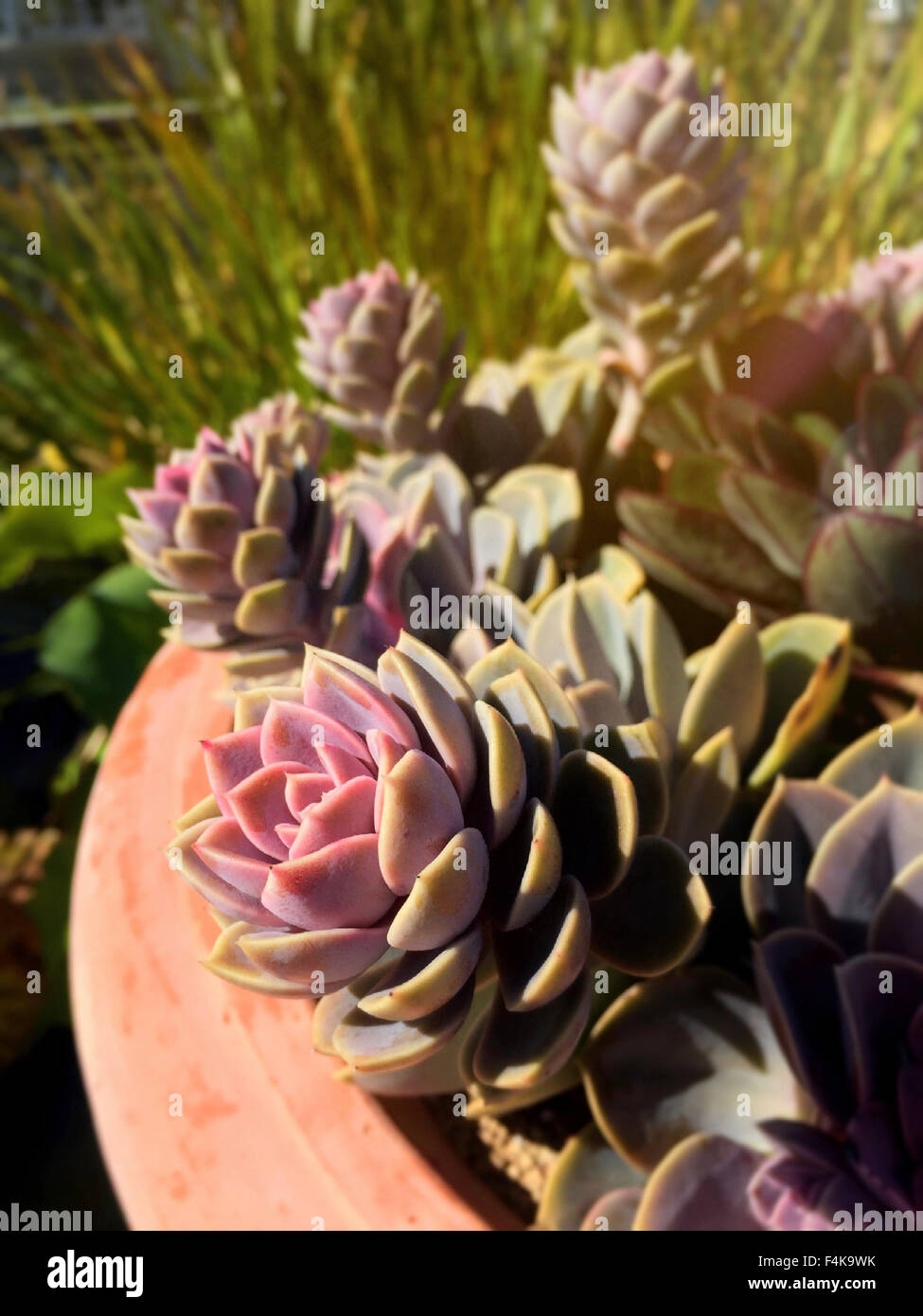 Succulent plants hi-res stock photography and images - Alamy