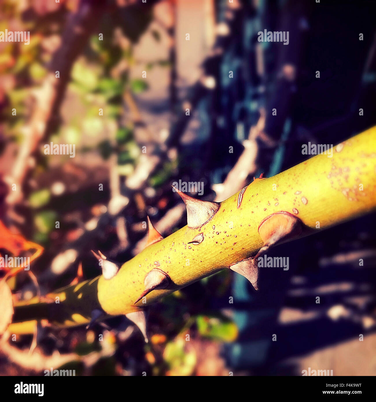 Rosebush structure hi-res stock photography and images - Alamy