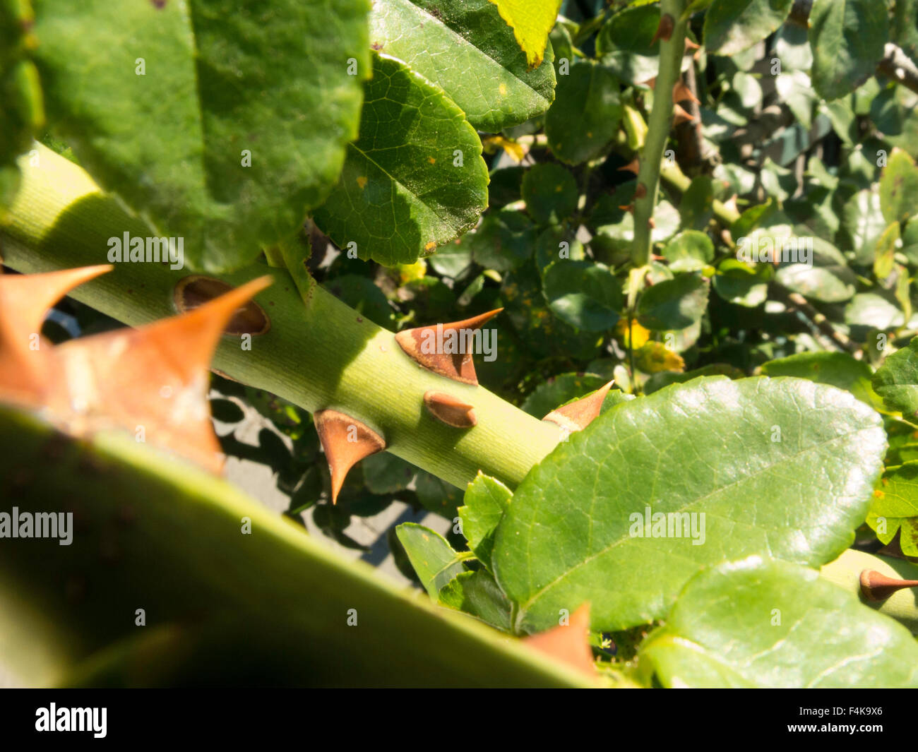 Rosebush structure hi-res stock photography and images - Alamy