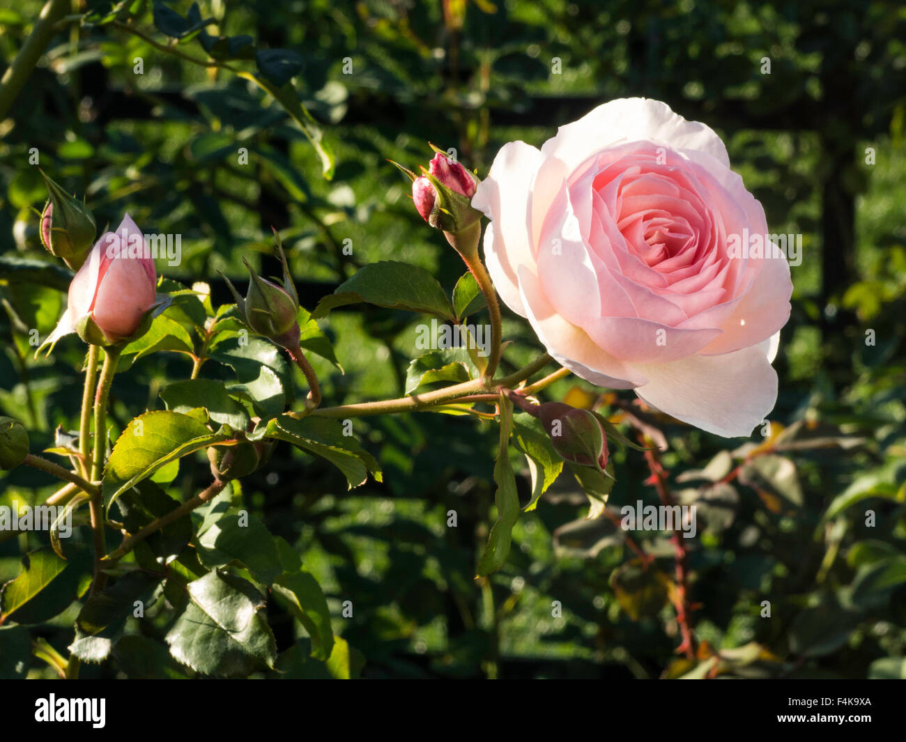 Blooming Rose Bush, USA Stock Photo - Alamy