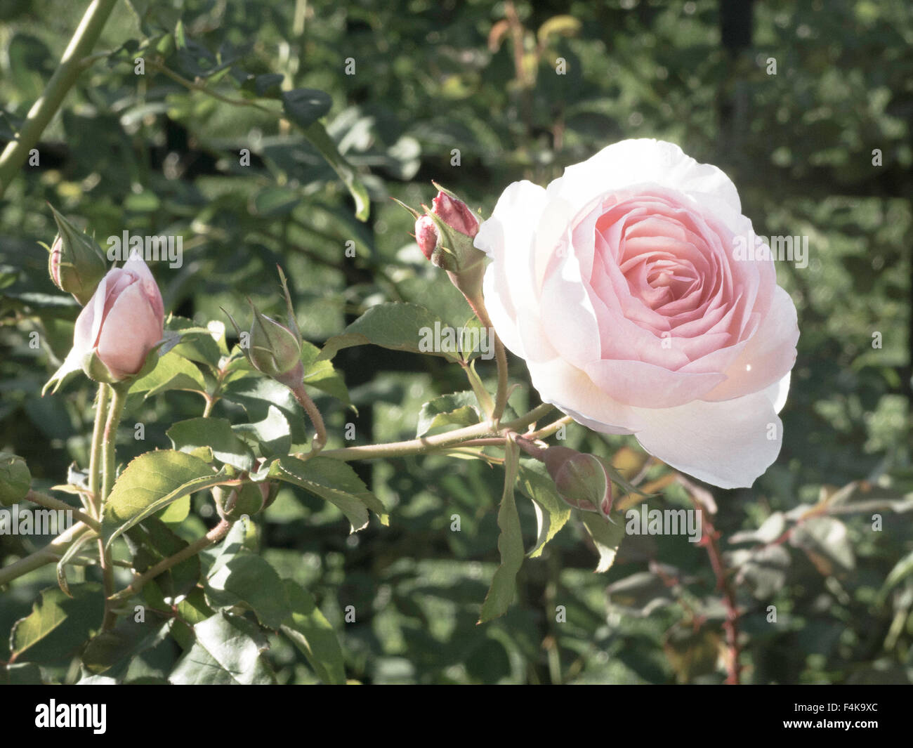 Rose botanic hi-res stock photography and images - Alamy