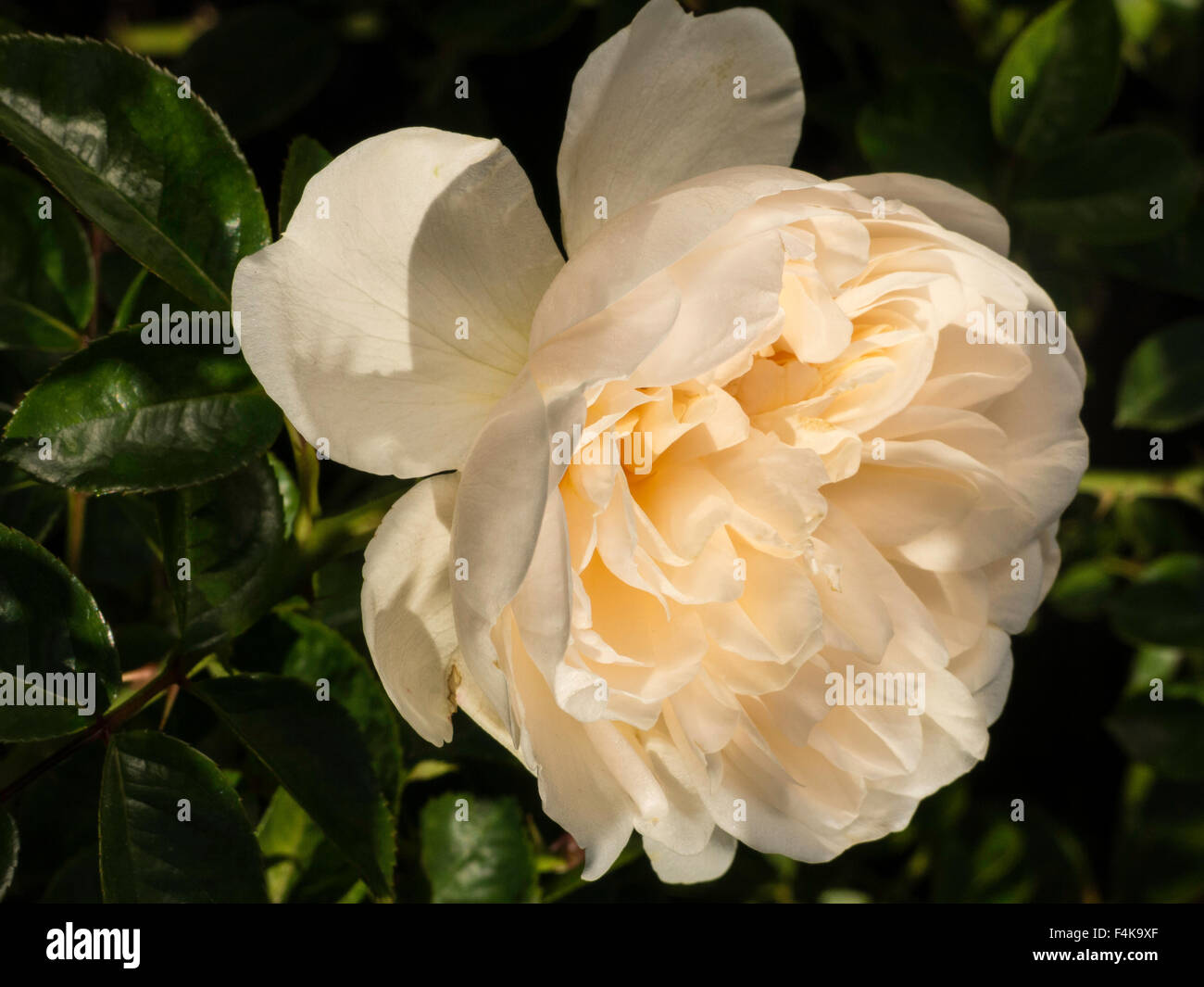 Blooming Rose Bush, USA Stock Photo - Alamy