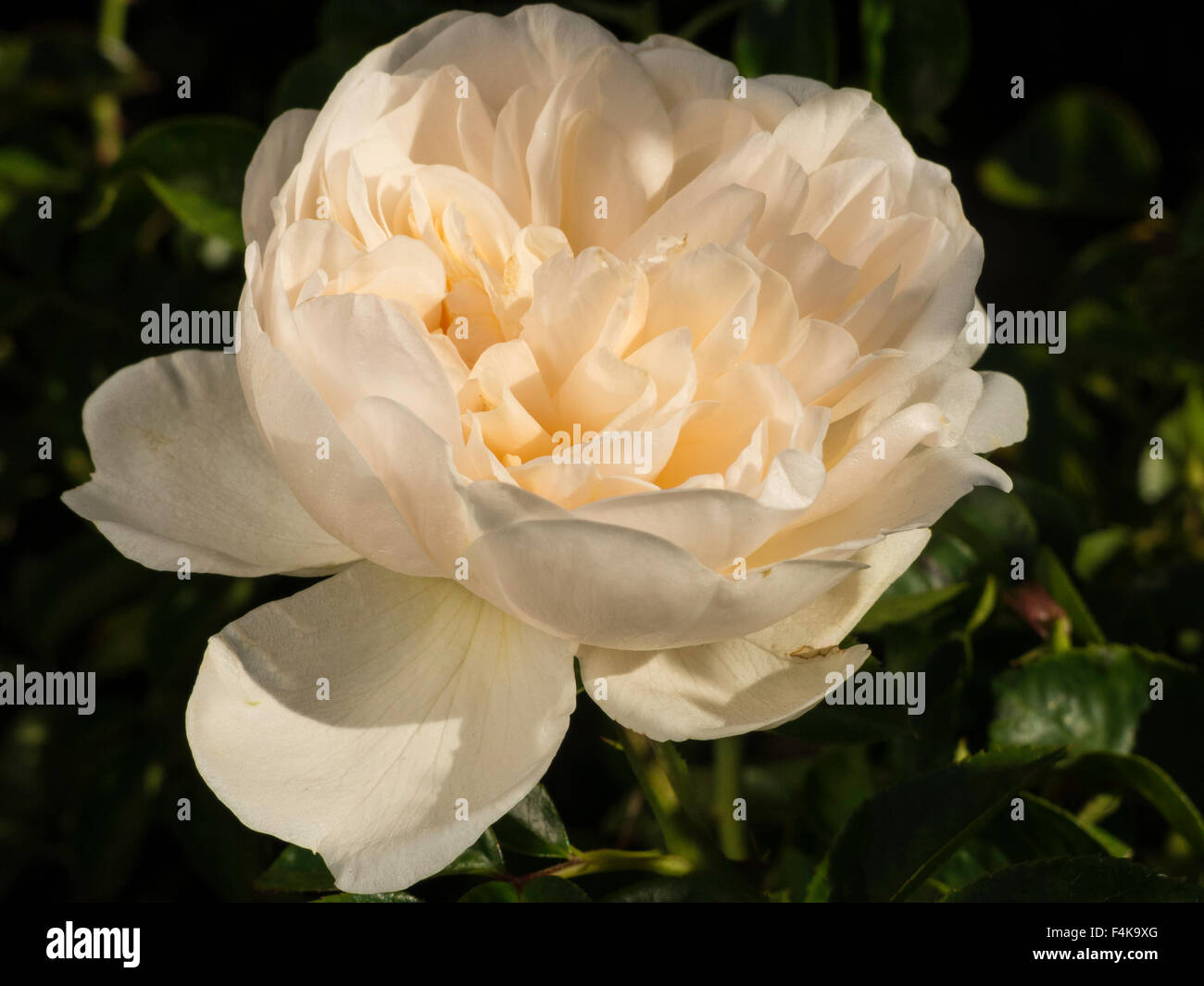 Blooming Rose Bush, USA Stock Photo - Alamy