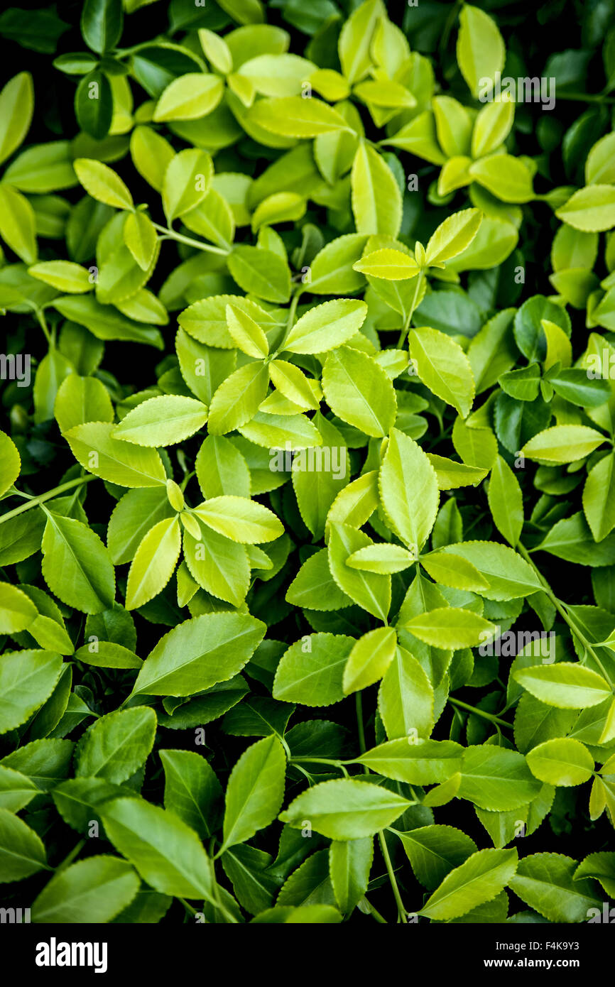 Small green leaves Stock Photo - Alamy