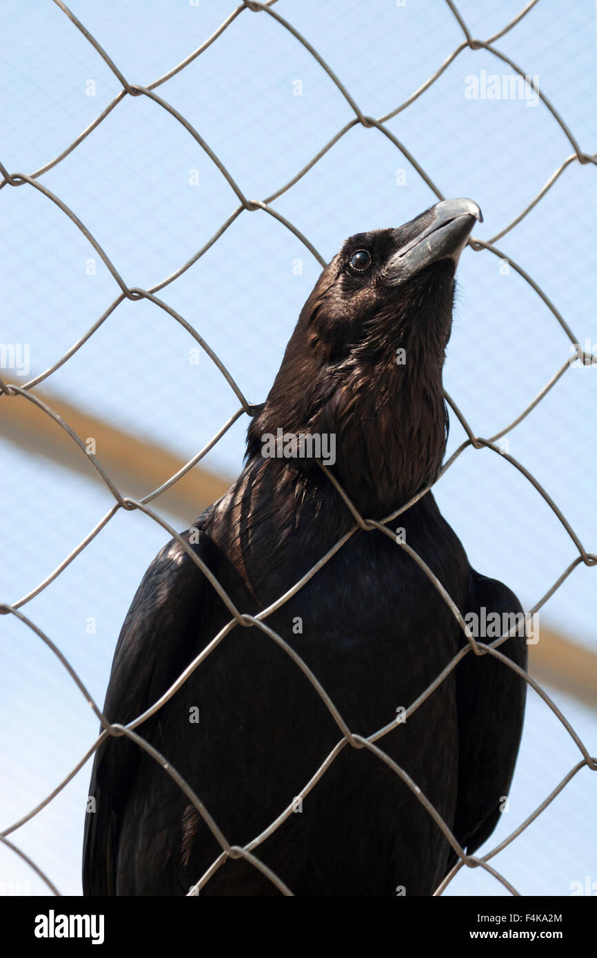Caged raven in zoo pushing head through a chain link fence attempting ...