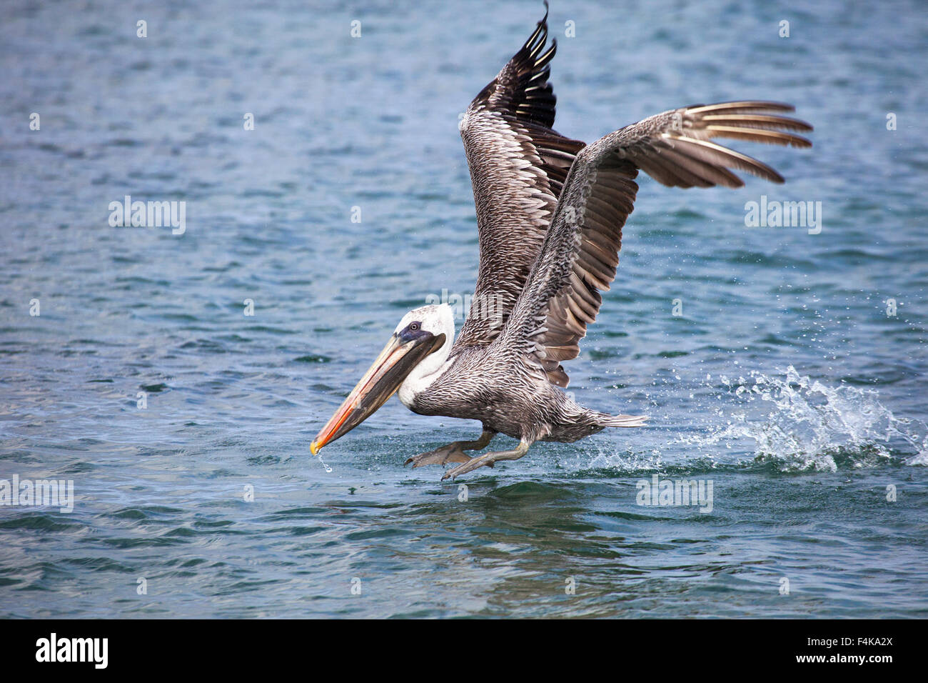 Brown Pelican (Pelecanus occidentalis) flying along ocean surface Stock ...