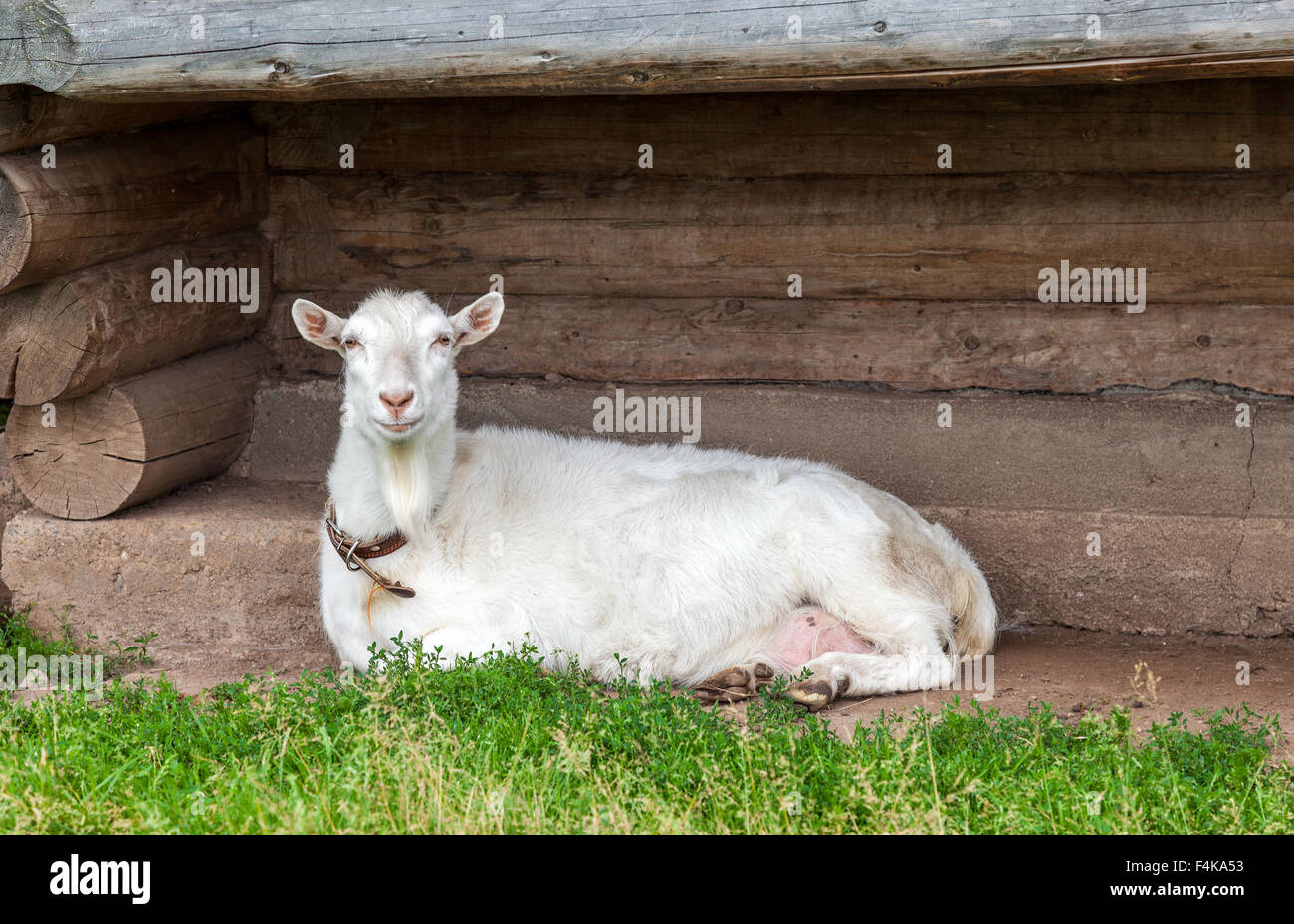 Large white goat hi-res stock photography and images - Alamy