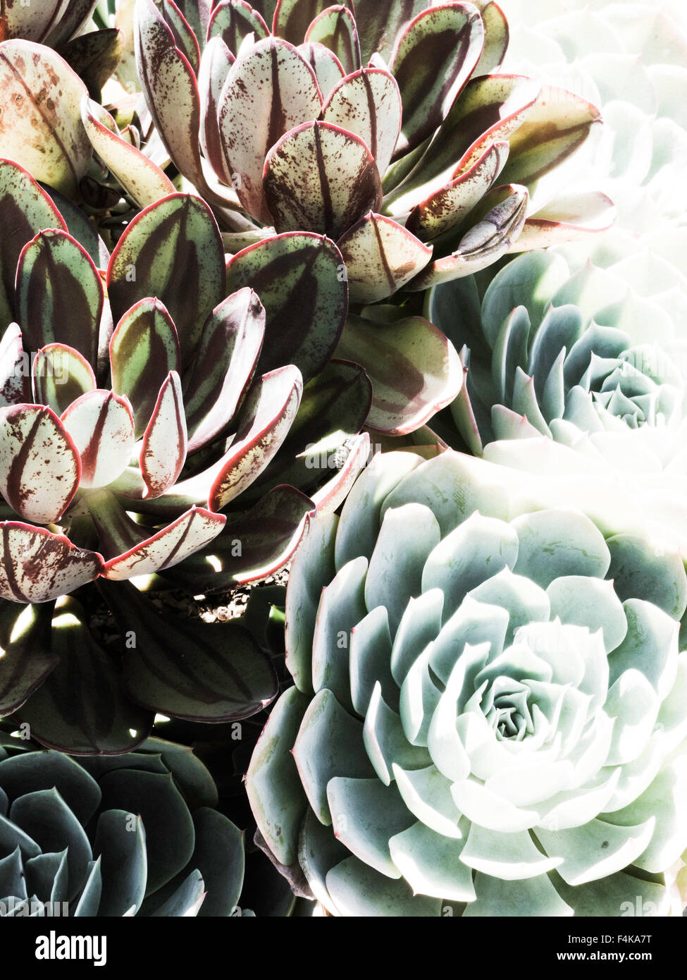 Fat plants hi-res stock photography and images - Alamy