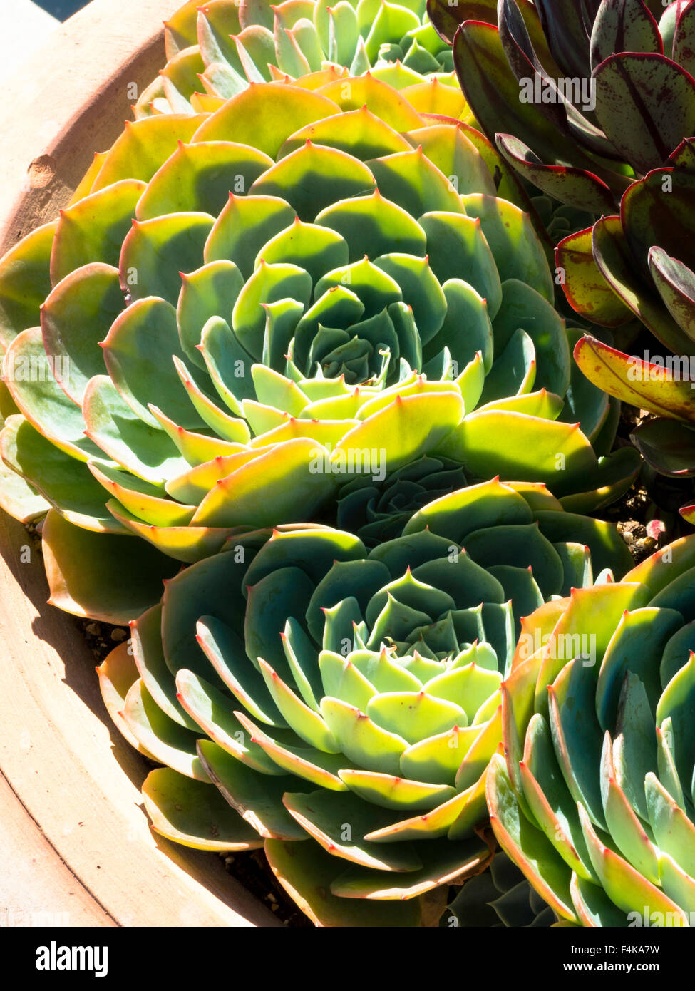 Succulent plant plants hi-res stock photography and images - Alamy