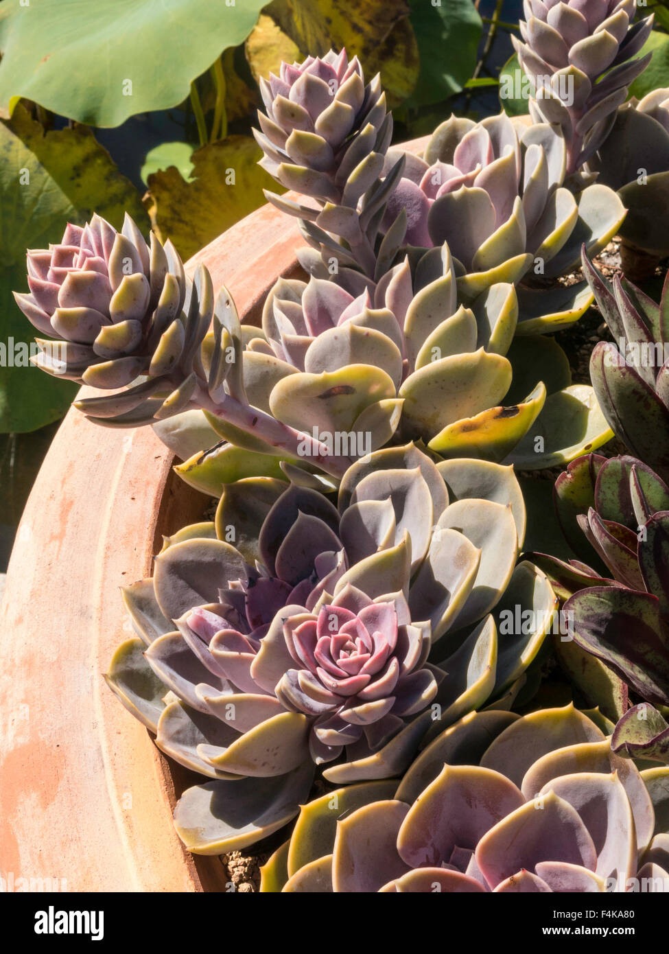 Fat plants hi-res stock photography and images - Alamy