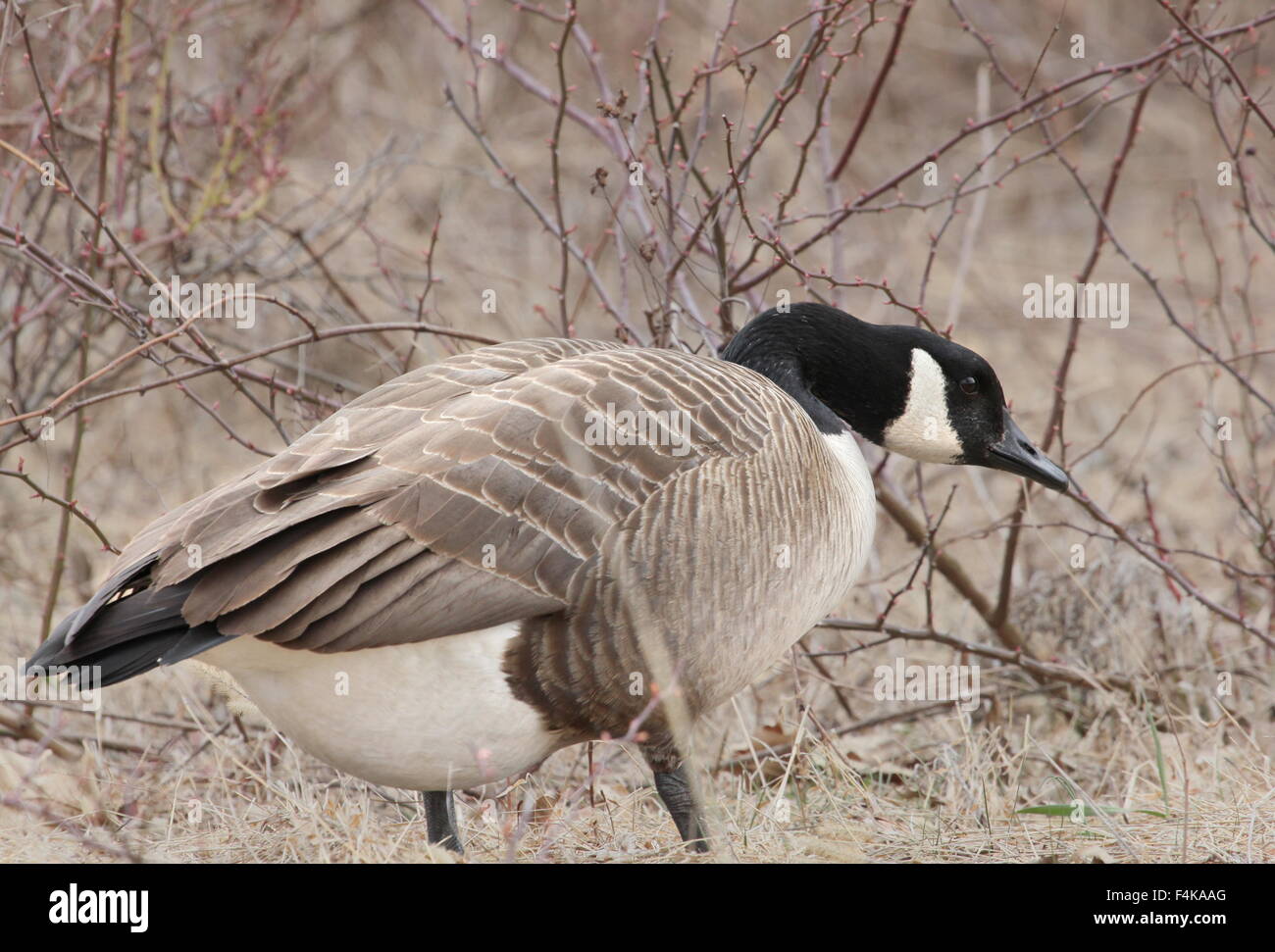 Canada goose standing in front of briars Stock Photo - Alamy