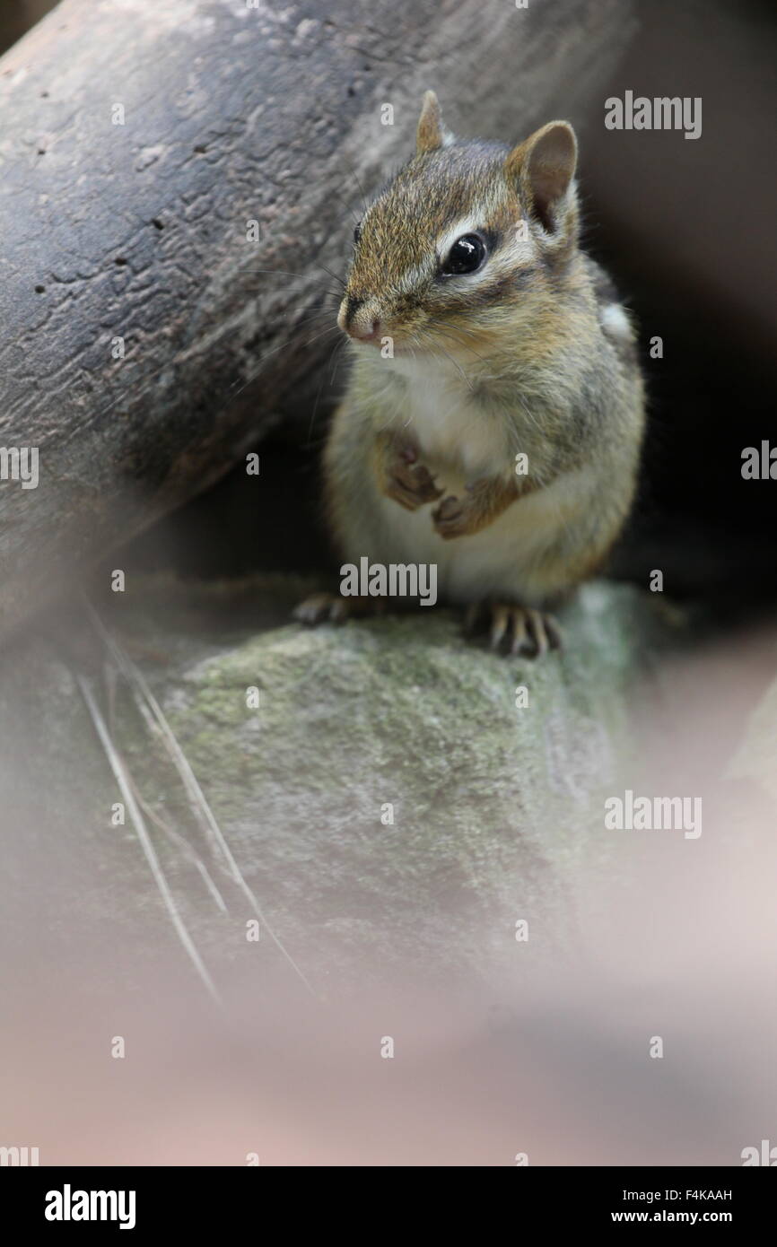 Chipmunk looking camera hi-res stock photography and images - Alamy