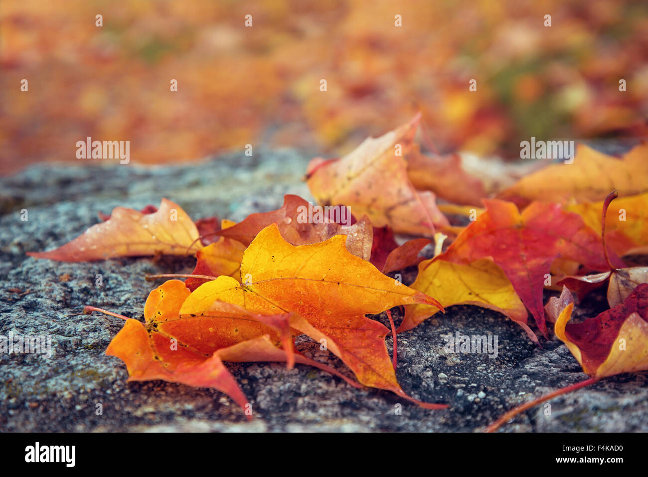 Yellow orange fallen maple hi-res stock photography and images - Alamy