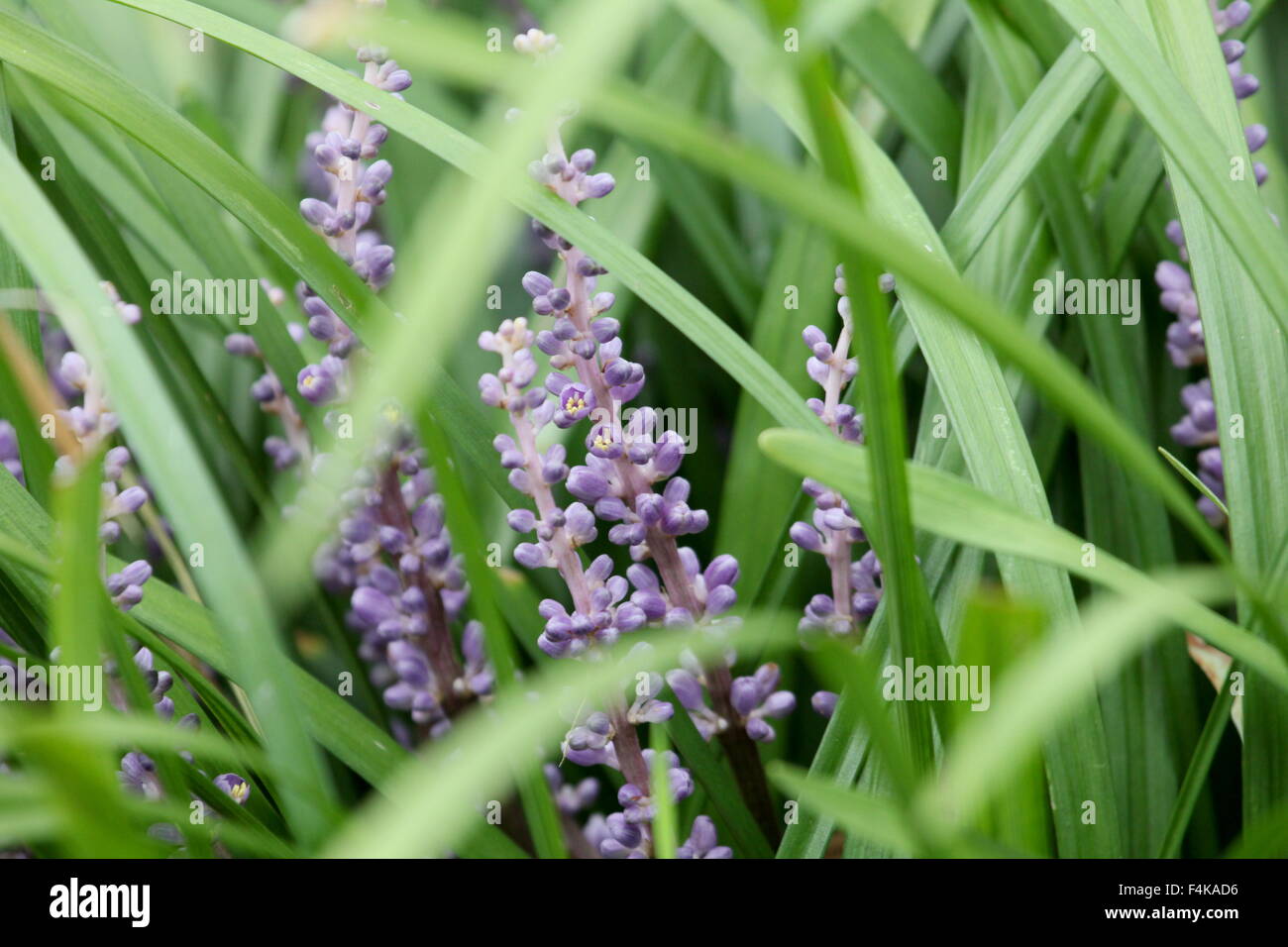 New flower spike hi-res stock photography and images - Alamy