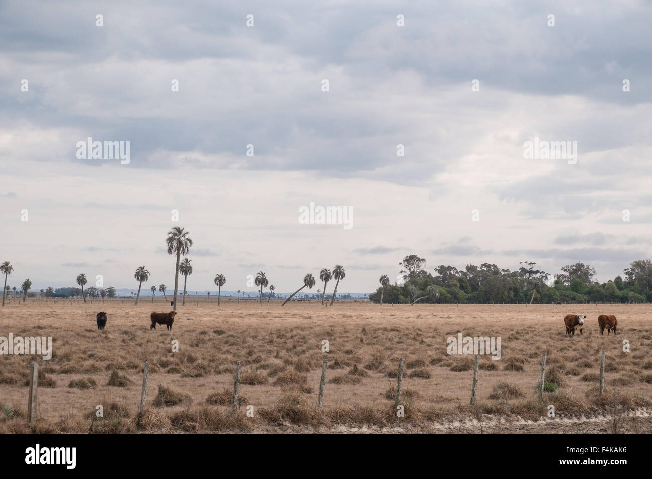 Uruguayan countryside with cattle on endless plains Stock Photo - Alamy