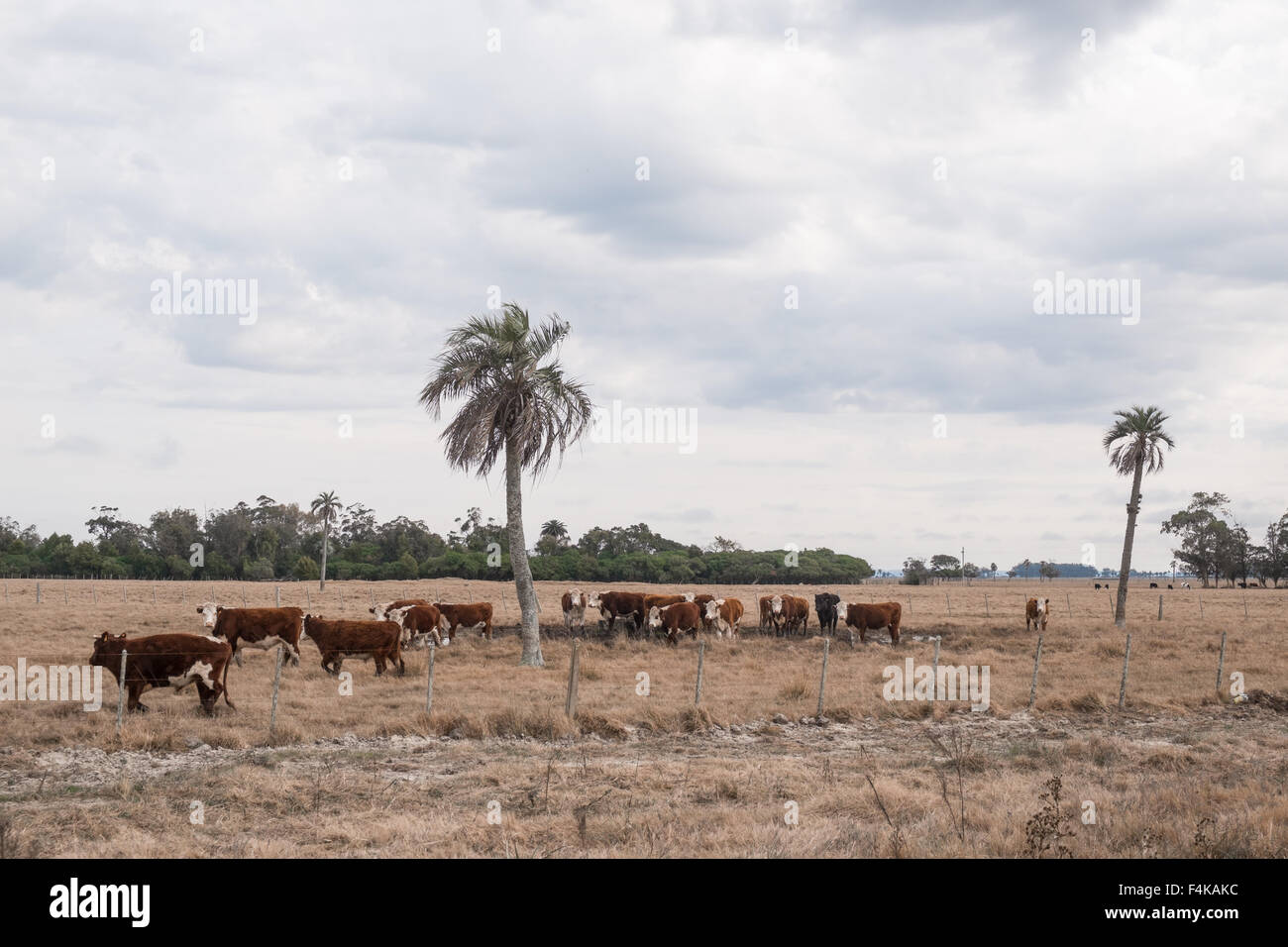 Endless plains hi-res stock photography and images - Alamy
