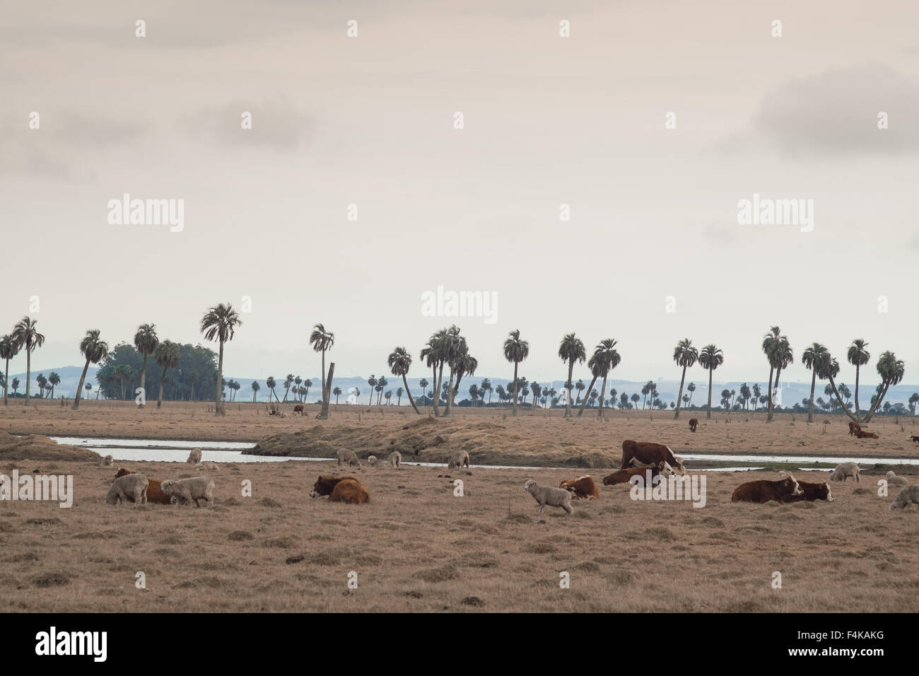 Endless plains hi-res stock photography and images - Alamy