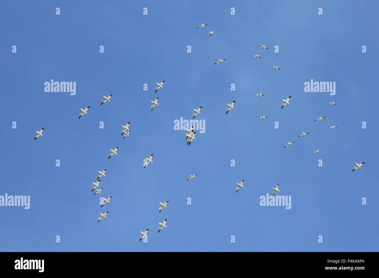 Flying geese hunt hi-res stock photography and images - Alamy