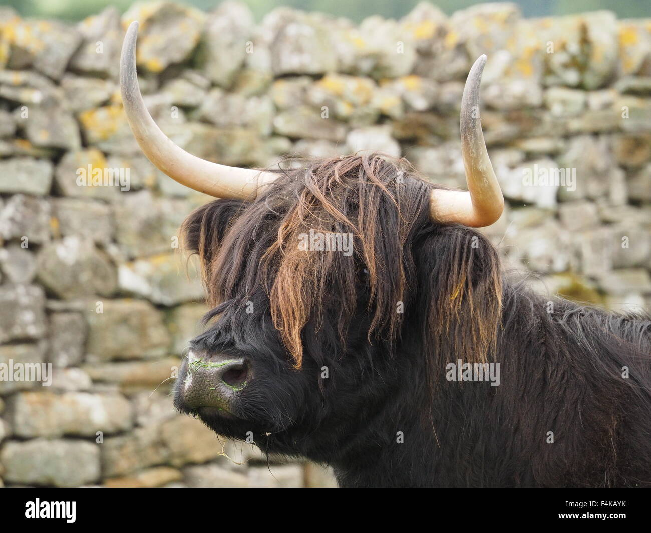 Dark haired highland cow with tousled brown fringe wet nose and sharp ...