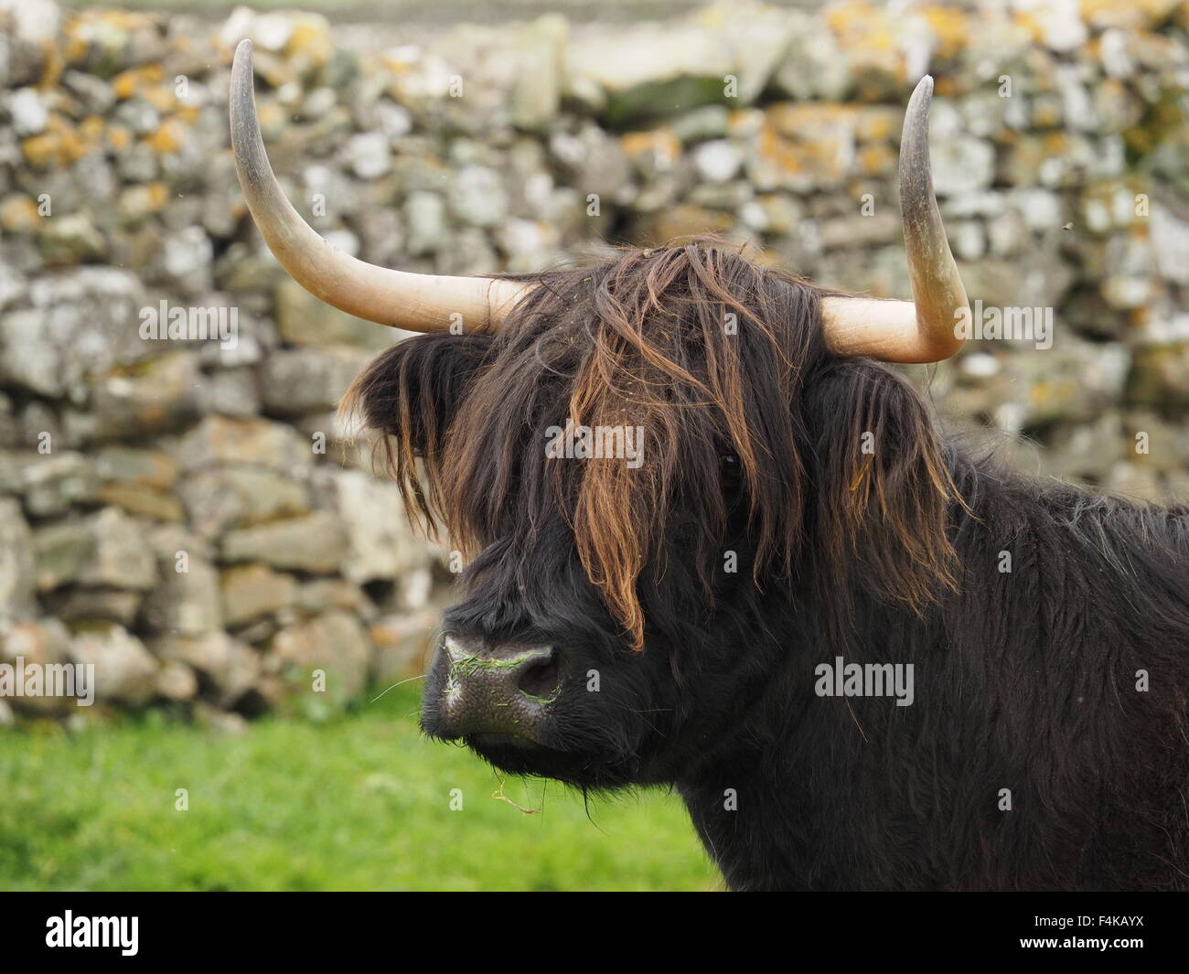 Dark haired highland cow with tousled brown fringe wet nose and sharp ...
