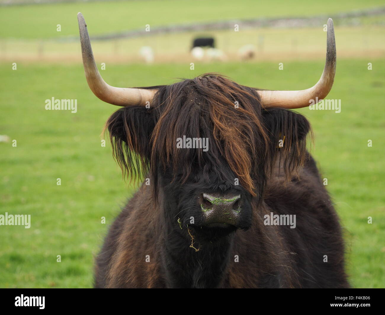 Distant cow hi-res stock photography and images - Alamy