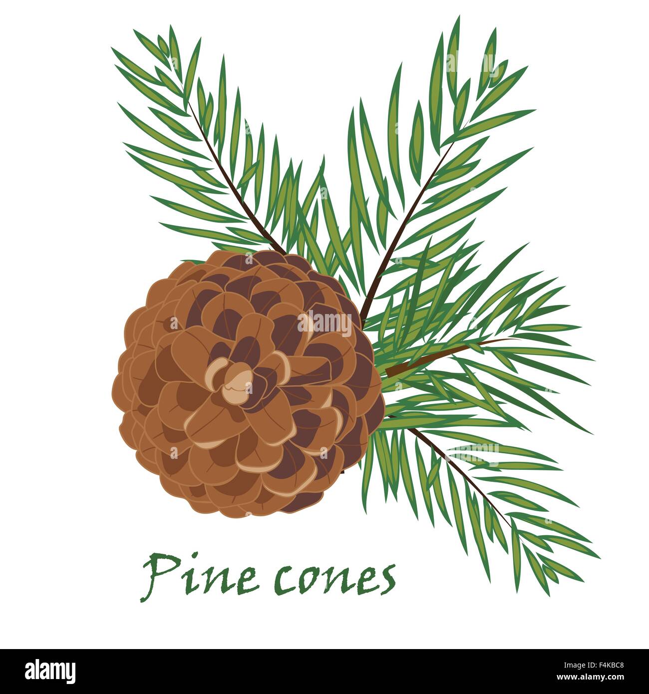 Pine cones on branches green Stock Vector Images - Alamy