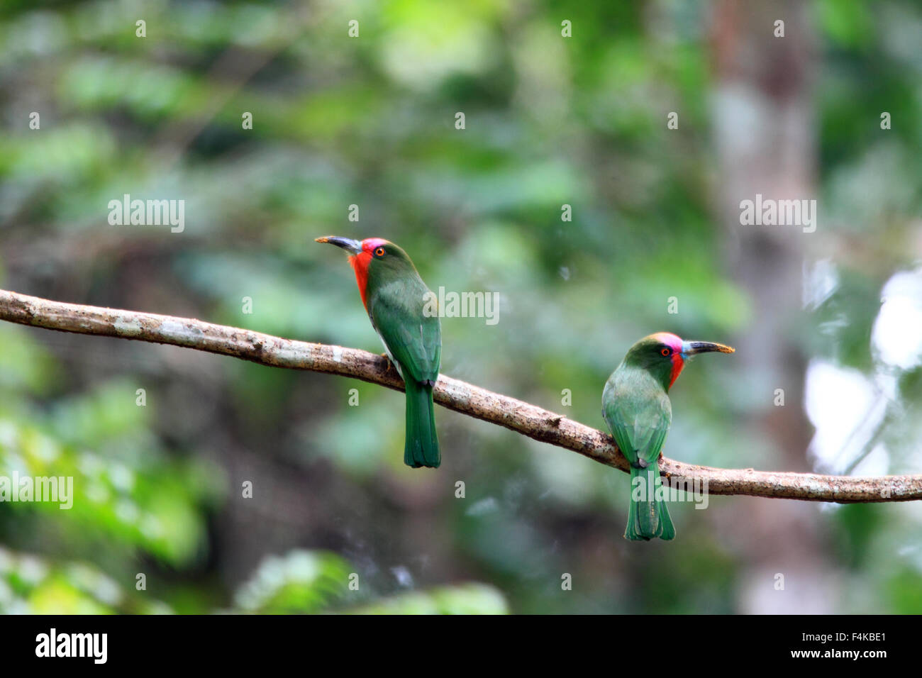 Red bearded bee eater hi-res stock photography and images - Alamy