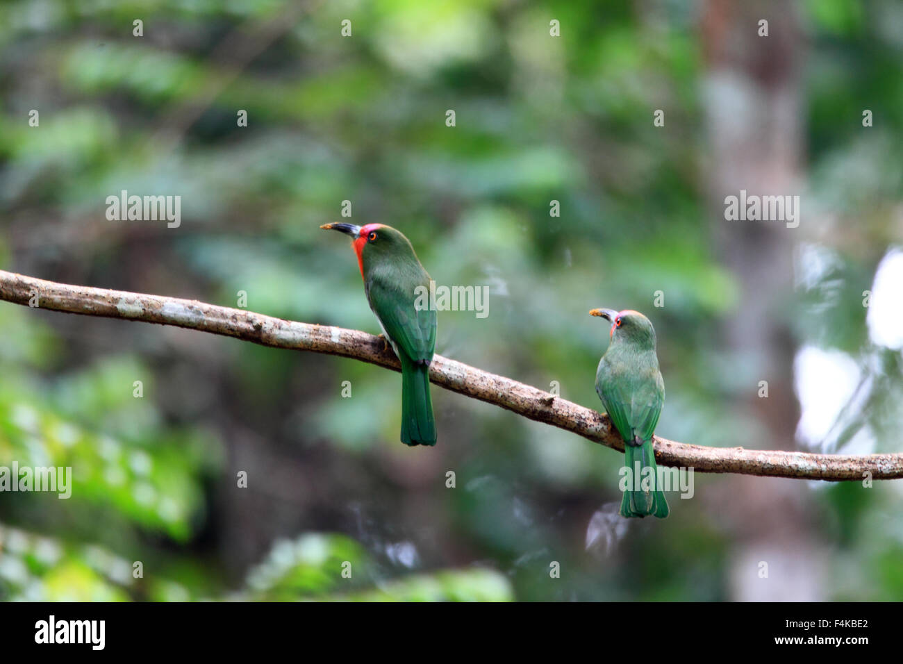 Red-bearded Bee-eater (Nyctyornis amictus) in Malaysia Stock Photo - Alamy