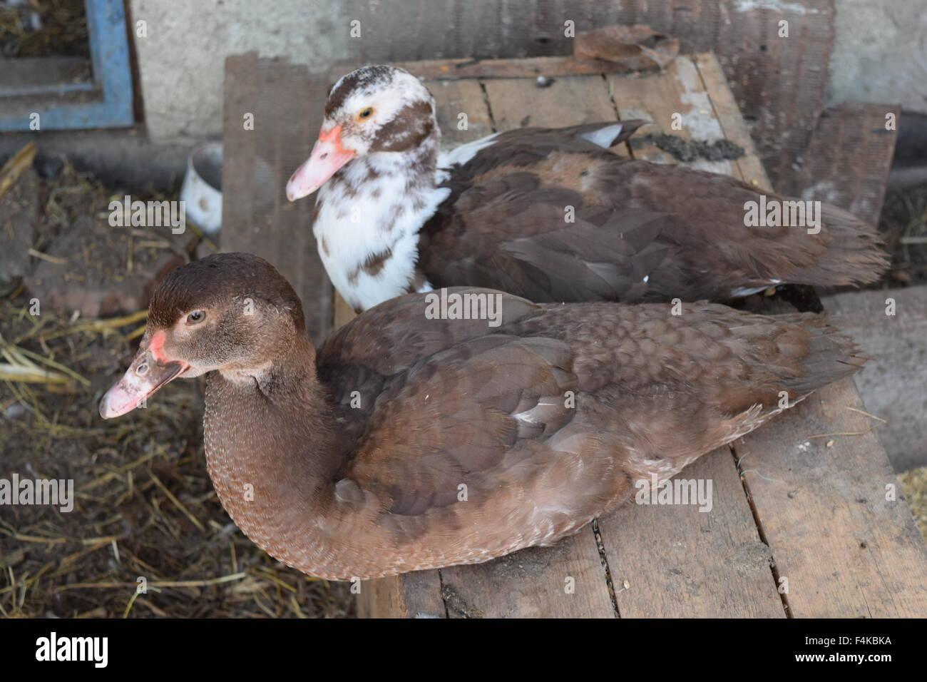 The musky duck. The maintenance of musky ducks in a household Stock ...
