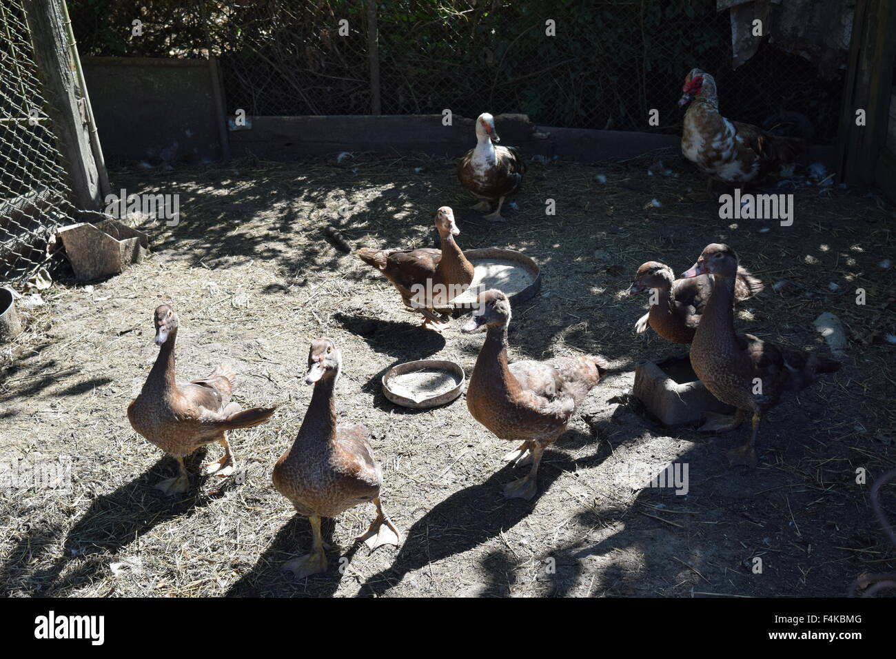 The musky duck. The maintenance of musky ducks in a household Stock ...