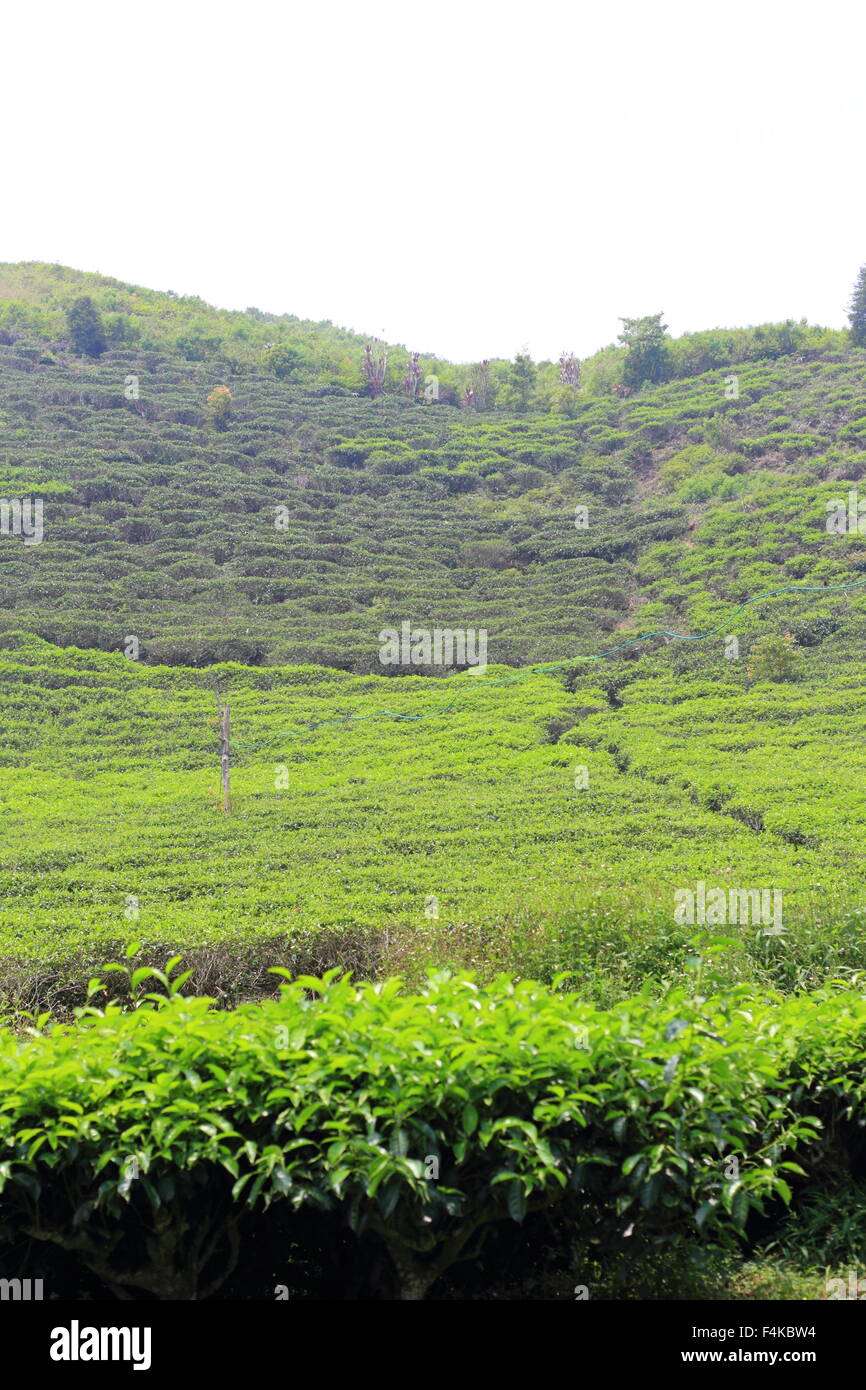 Tea plantation in Sumatra Island, Indonesia Stock Photo - Alamy