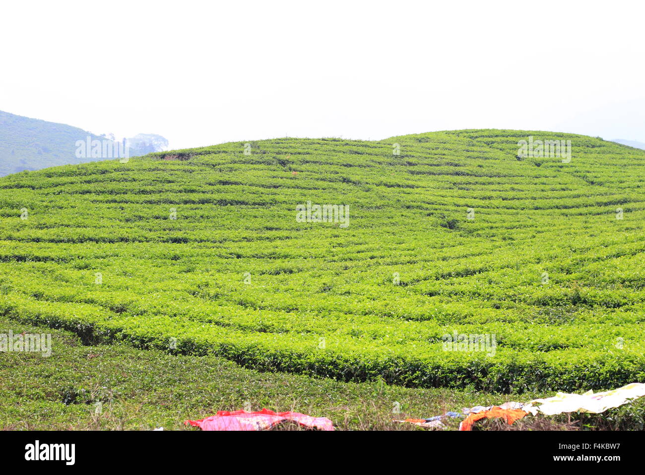 Tea plantation in Sumatra Island, Indonesia Stock Photo - Alamy