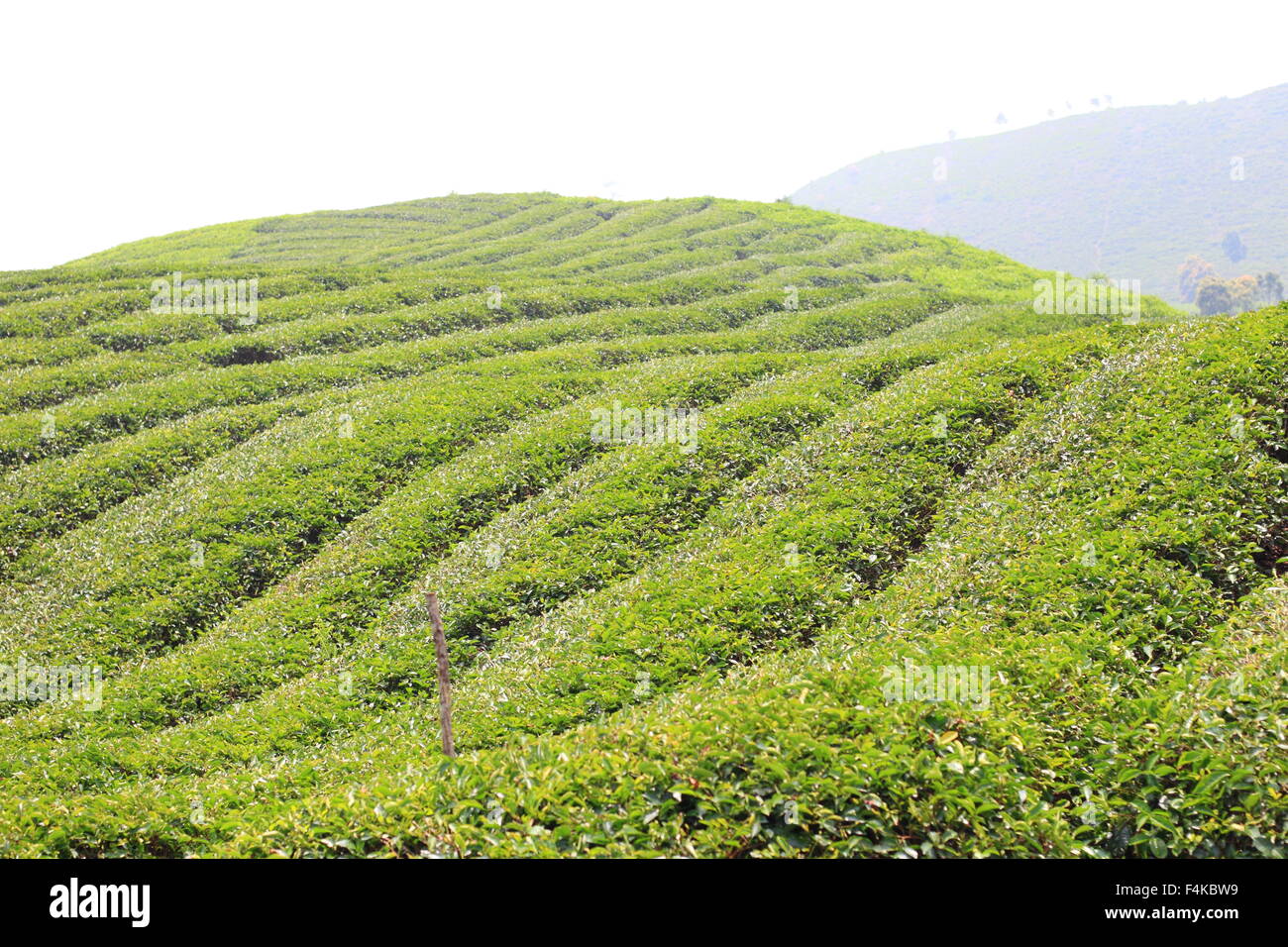 Tea plantation in Sumatra Island, Indonesia Stock Photo - Alamy