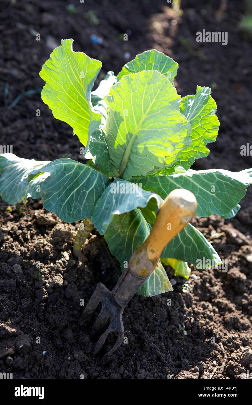 sunlit cabbage growing in soil with garden fork Stock Photo - Alamy