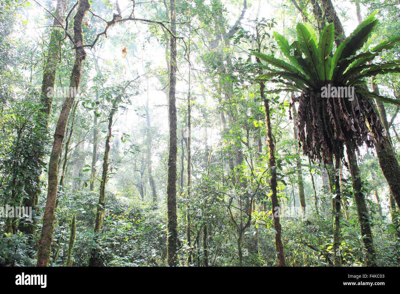 Tropical rainforest of Mt.Kerinci,Sumatra,Indonesia Stock Photo - Alamy