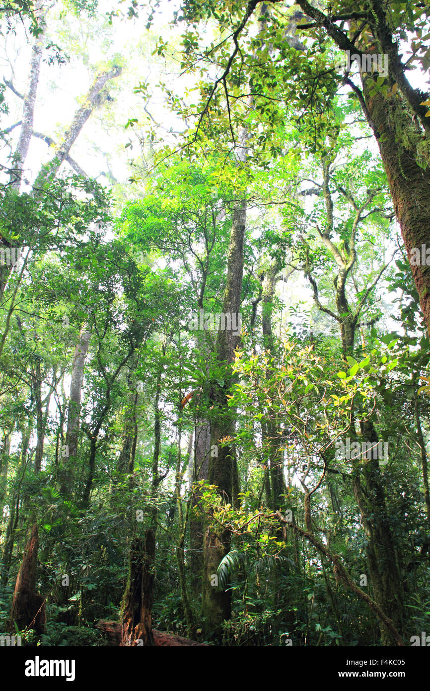 Tropical rainforest of Mt.Kerinci,Sumatra,Indonesia Stock Photo - Alamy