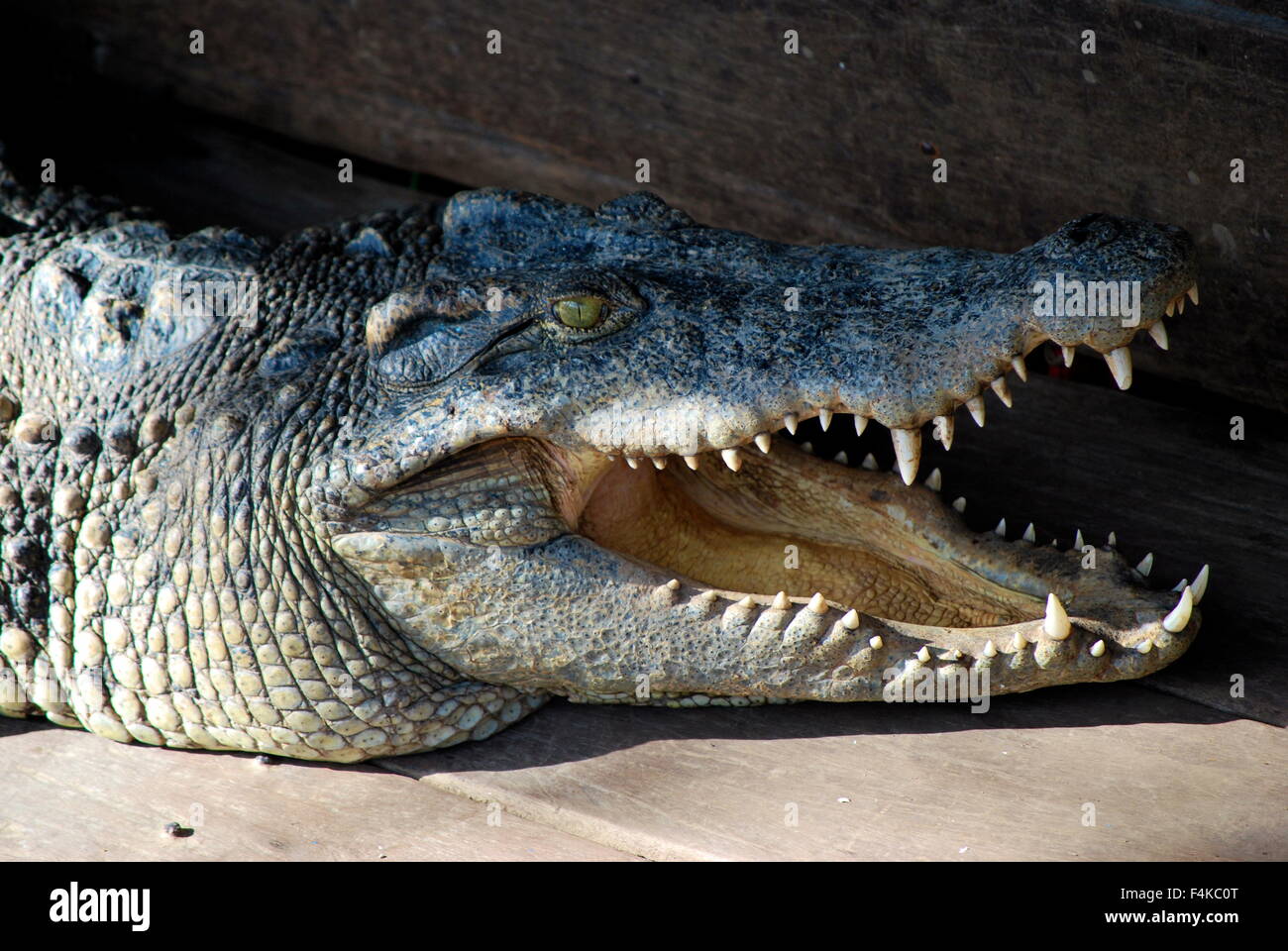 Saltwater crocodile mouth open hi-res stock photography and images - Alamy Saltwater crocodile mouth open hi-res stock photography and images - Alamy