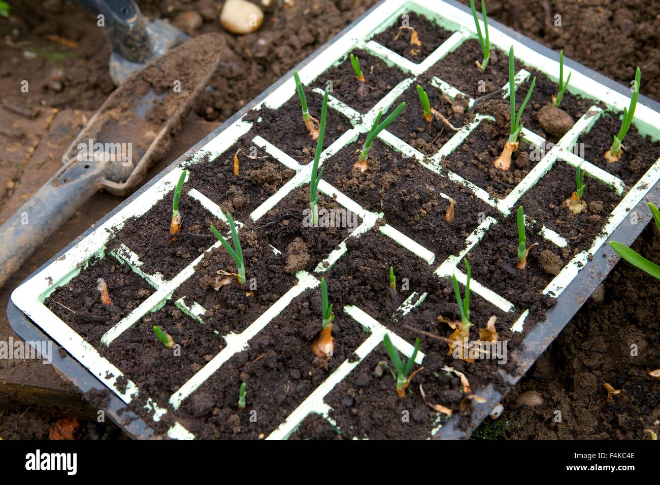 onion seedlings in a seed tray ready for planting out alongside a muddy ...