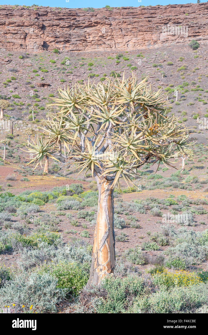 Thousands of quiver trees (Aloe dichotoma) line the hills in the Quiver ...