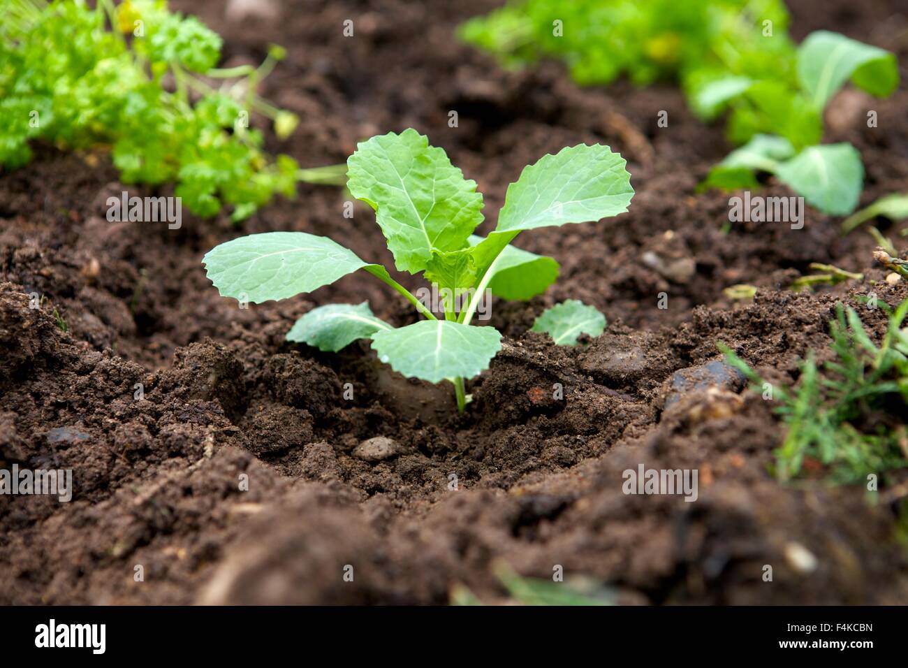 sunlit cabbage seeding growing in soil Stock Photo - Alamy