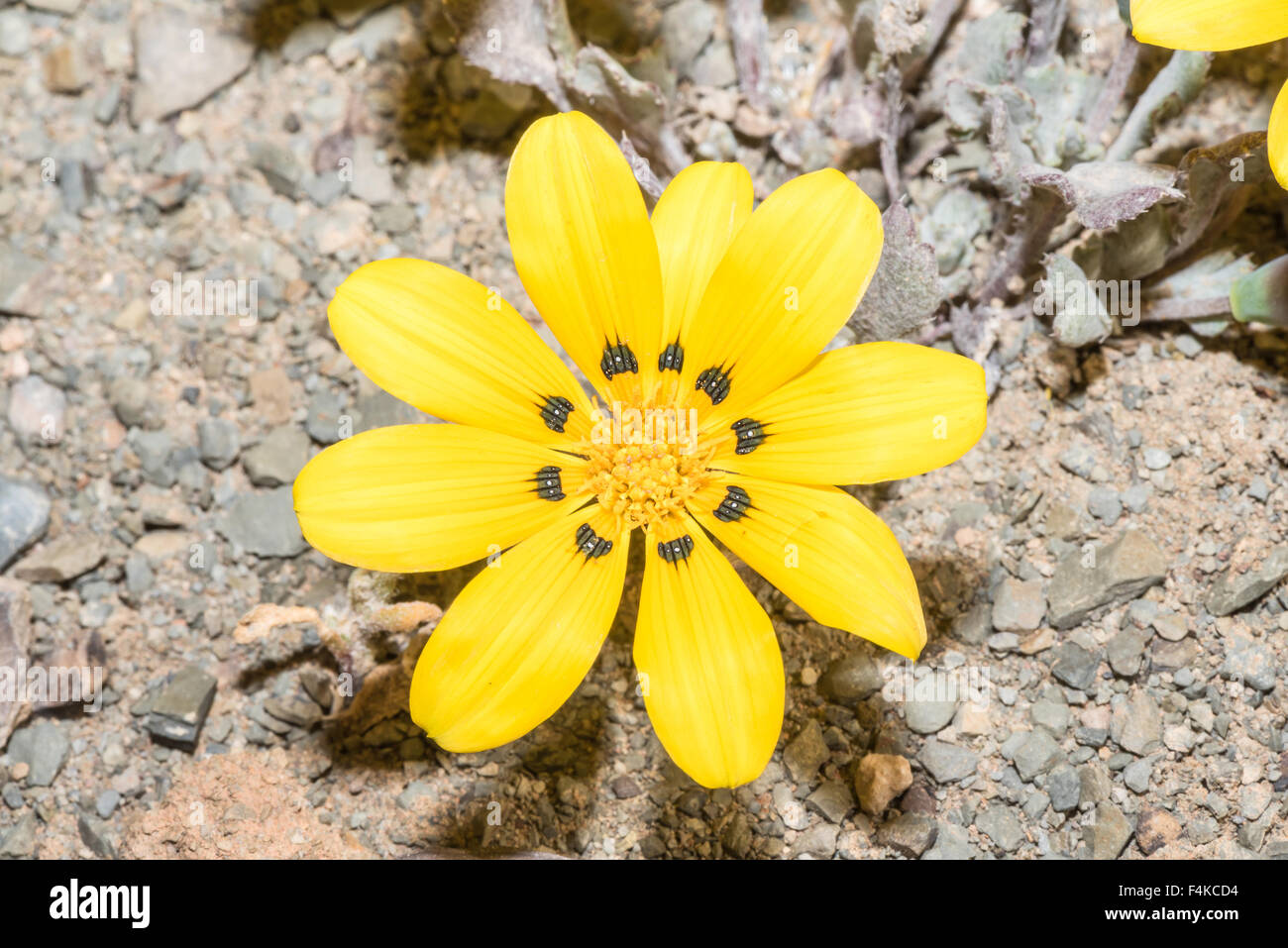 The Botterblom or Kougoed, Gazania lichtensteinii, is a perennial herb ...