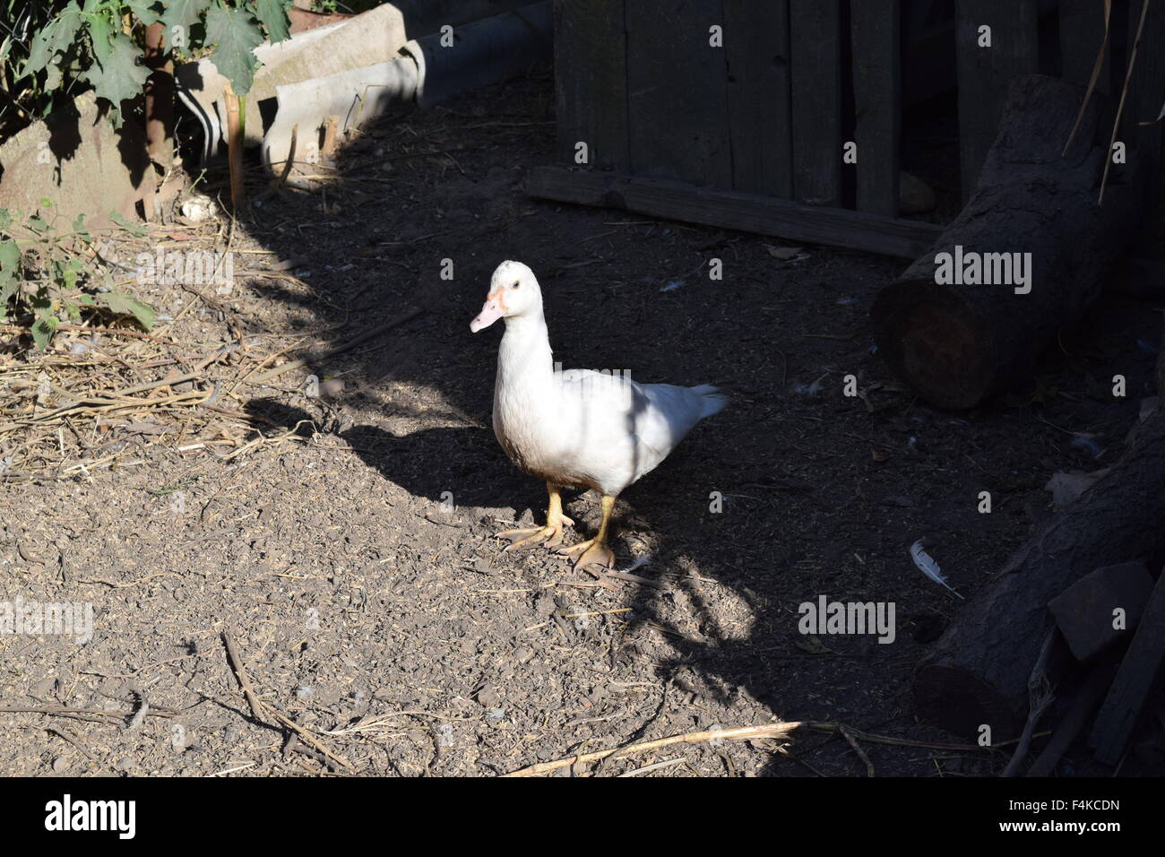 The musky duck. The maintenance of musky ducks in a household Stock ...
