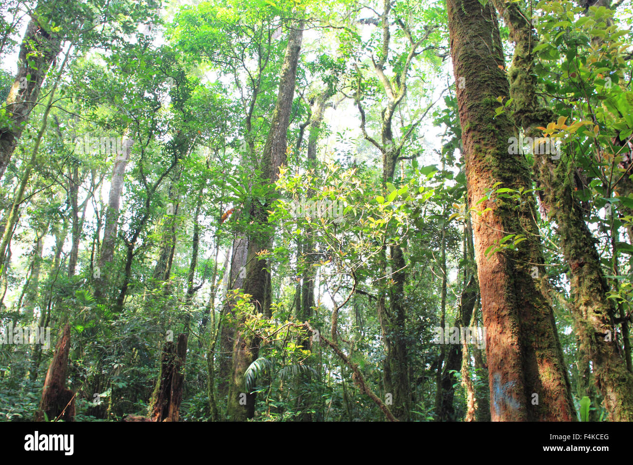 Tropical rainforest of Mt.Kerinci,Sumatra,Indonesia Stock Photo - Alamy