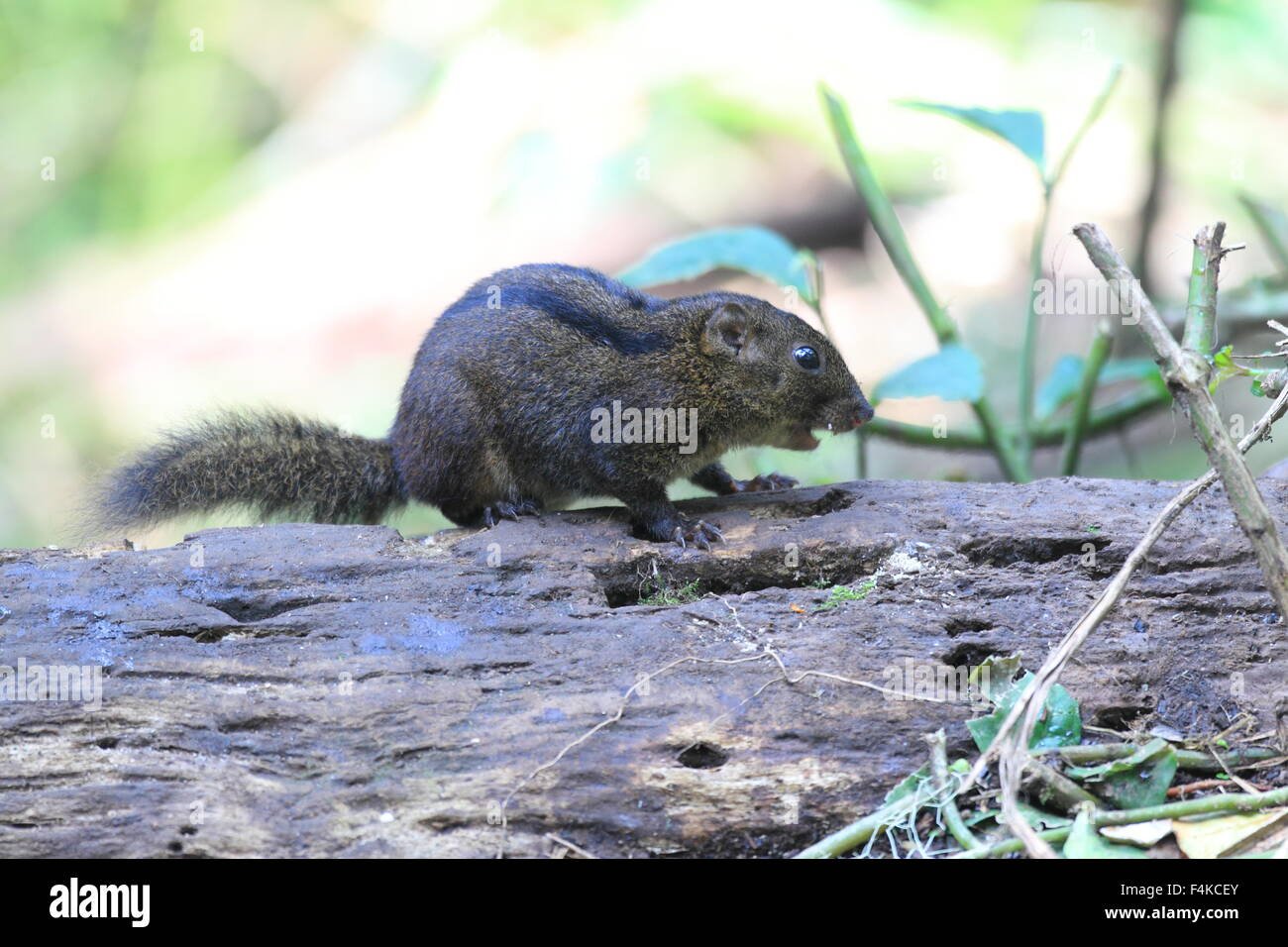 Striped ground squirrel hi-res stock photography and images - Alamy