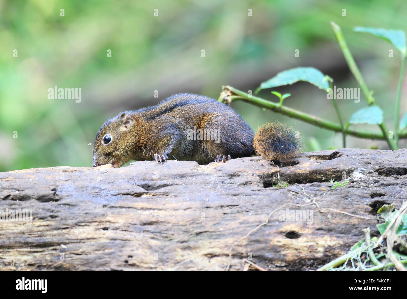 Three striped ground squirrel hi-res stock photography and images - Alamy