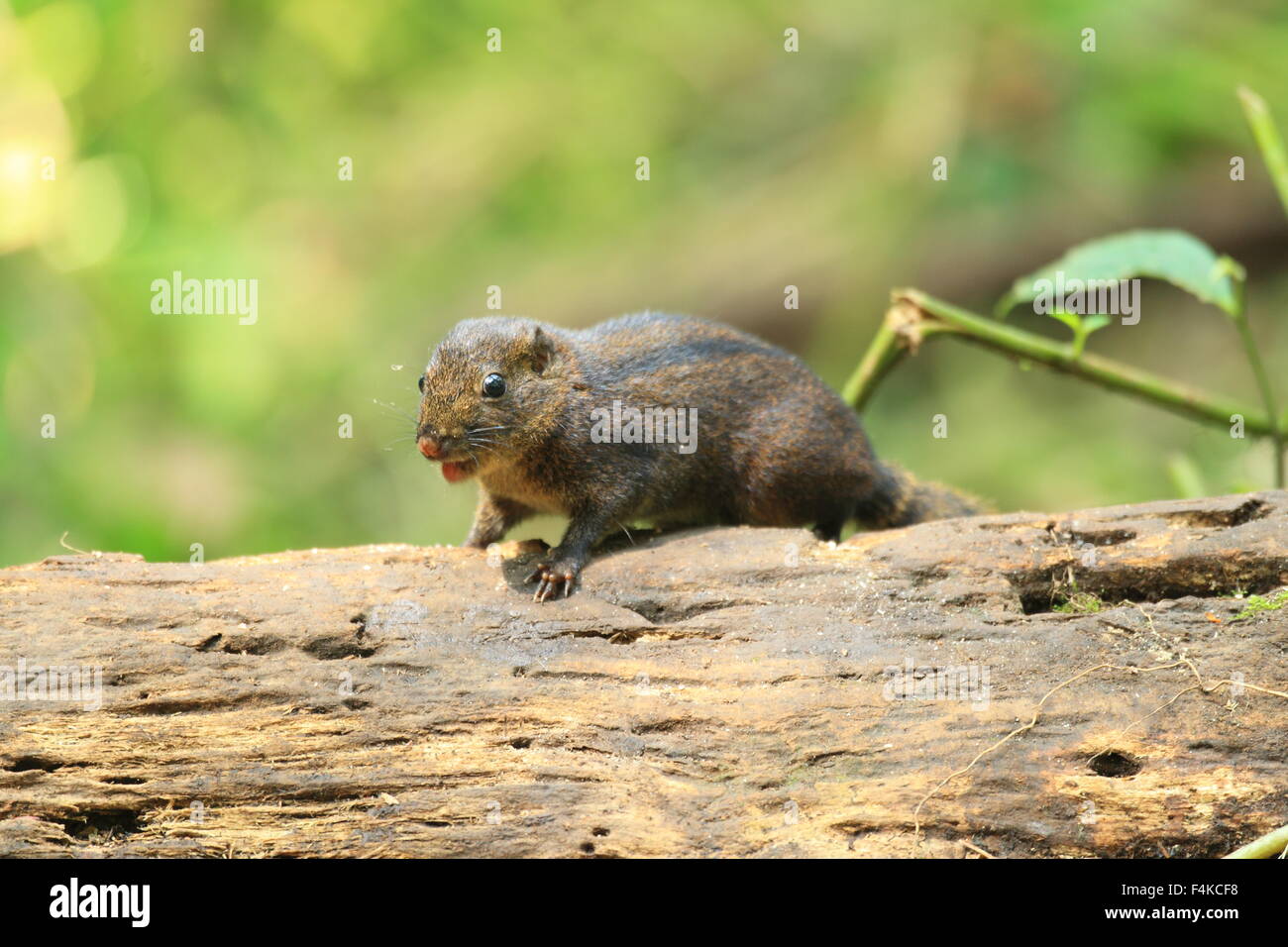 Striped ground squirrel hi-res stock photography and images - Alamy