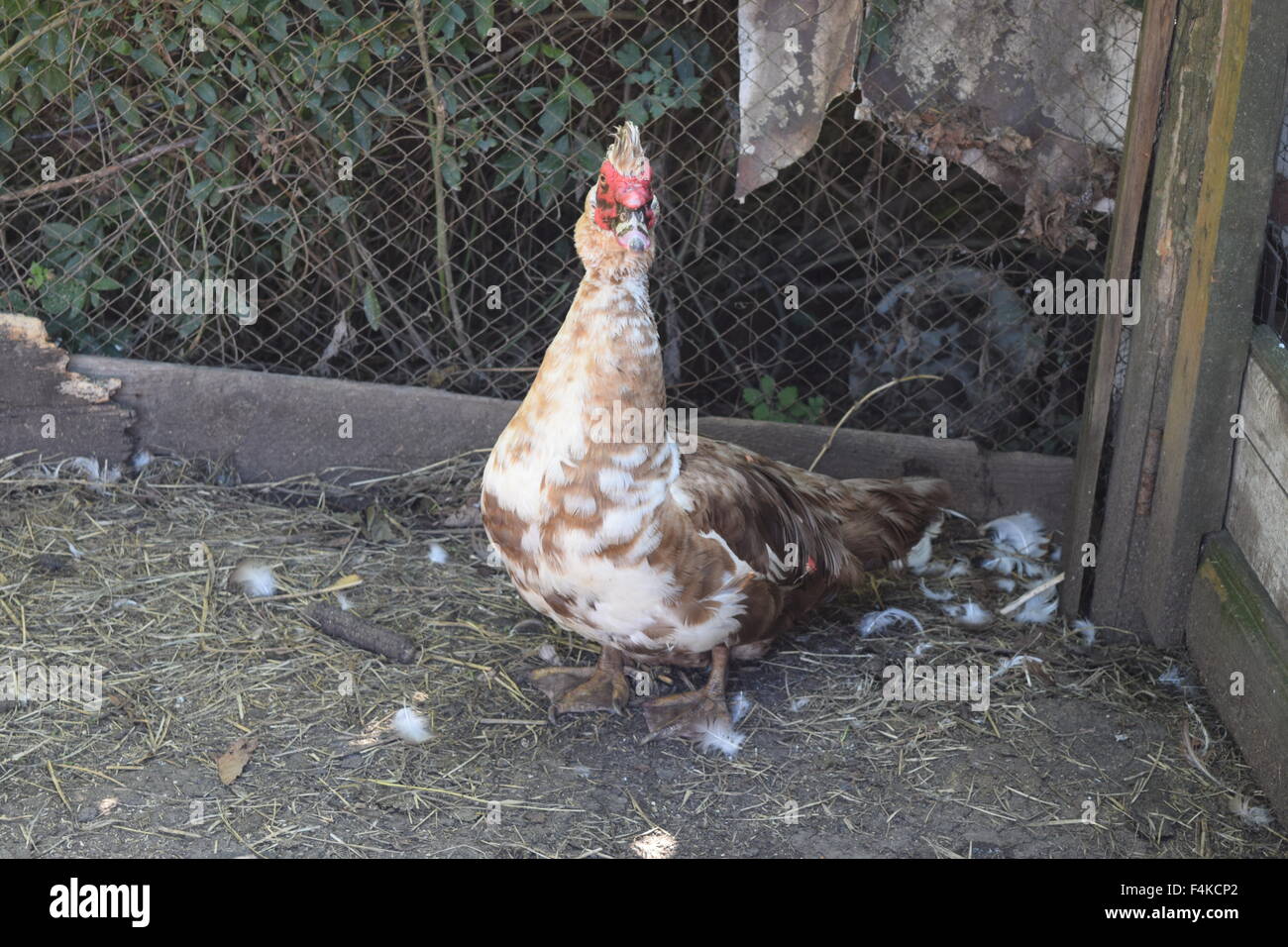 The musky duck. The maintenance of musky ducks in a household Stock ...
