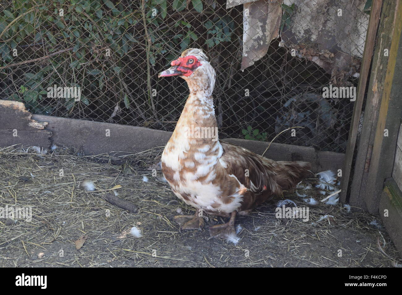 The musky duck. The maintenance of musky ducks in a household Stock ...