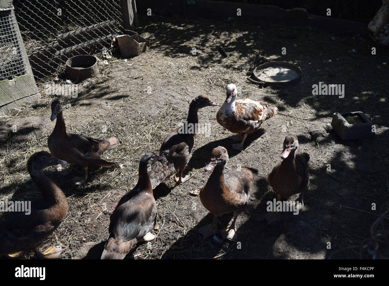 The musky duck. The maintenance of musky ducks in a household Stock ...