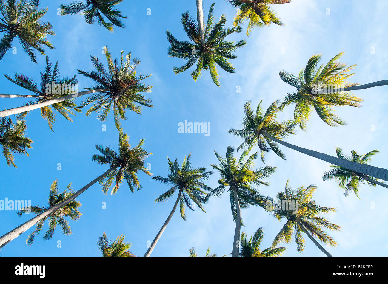 A coconut tree from low angle Stock Photo - Alamy